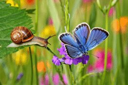 Comment voient les insectes, arthropodes et gastéropodes de nos jardins ...